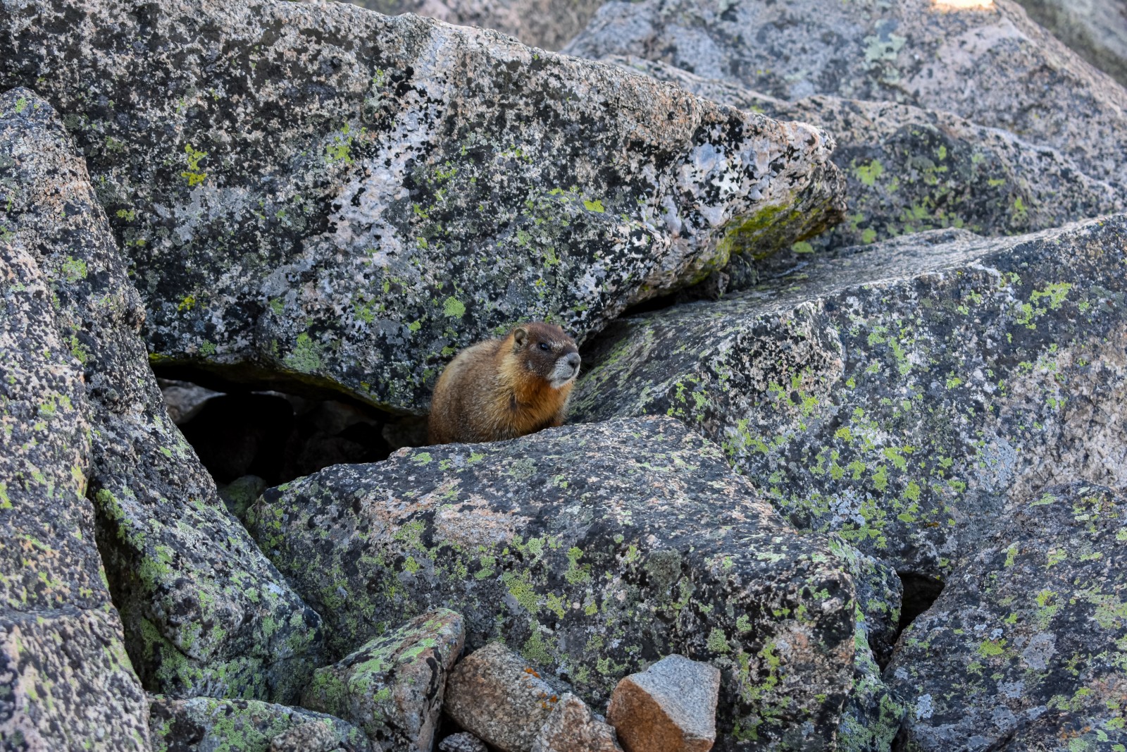 Mount Yale – Mountain Field Guide