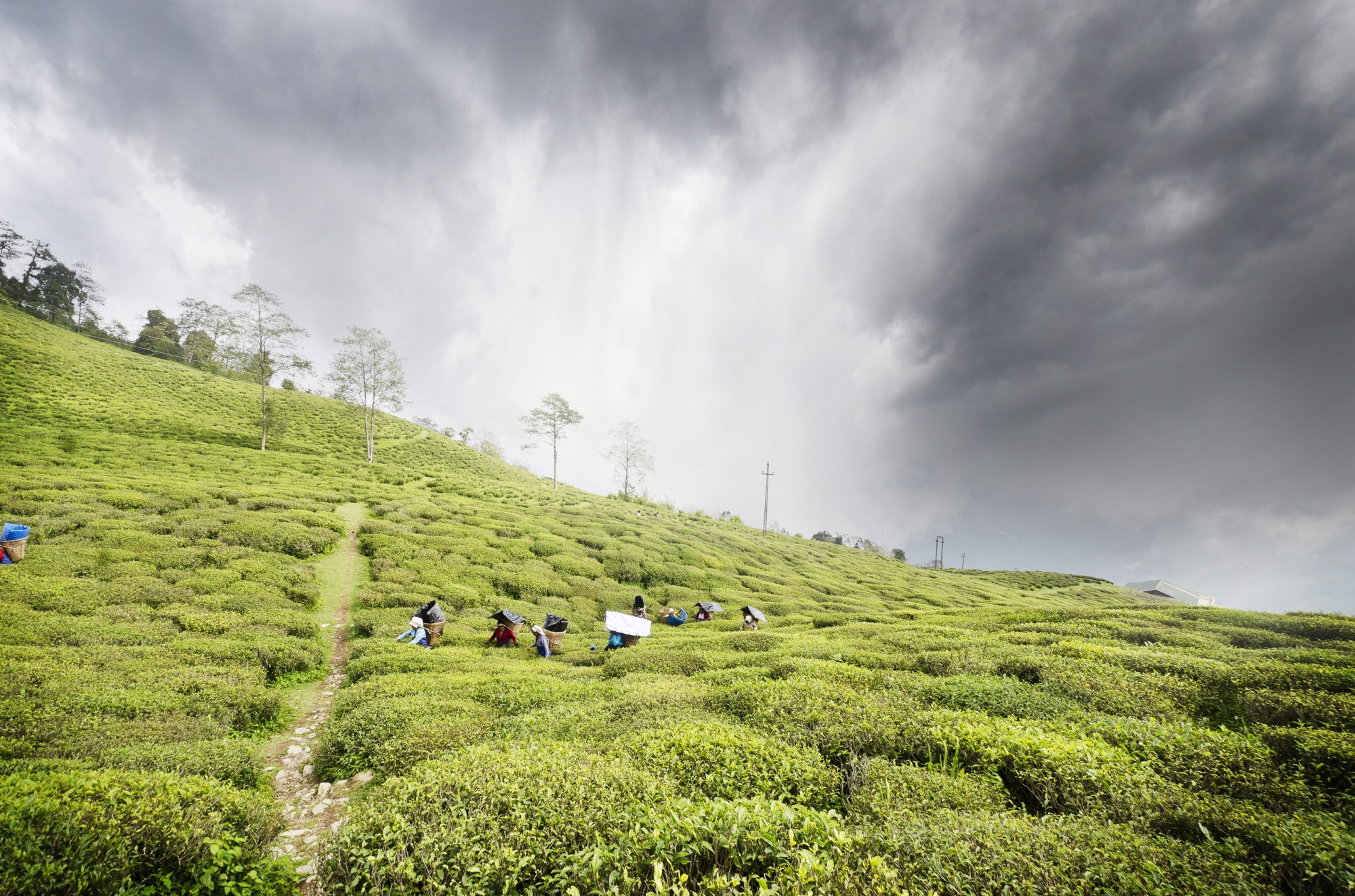 Tea Mountains: A Journey Through Scenic Landscapes and Rich Flavors ...