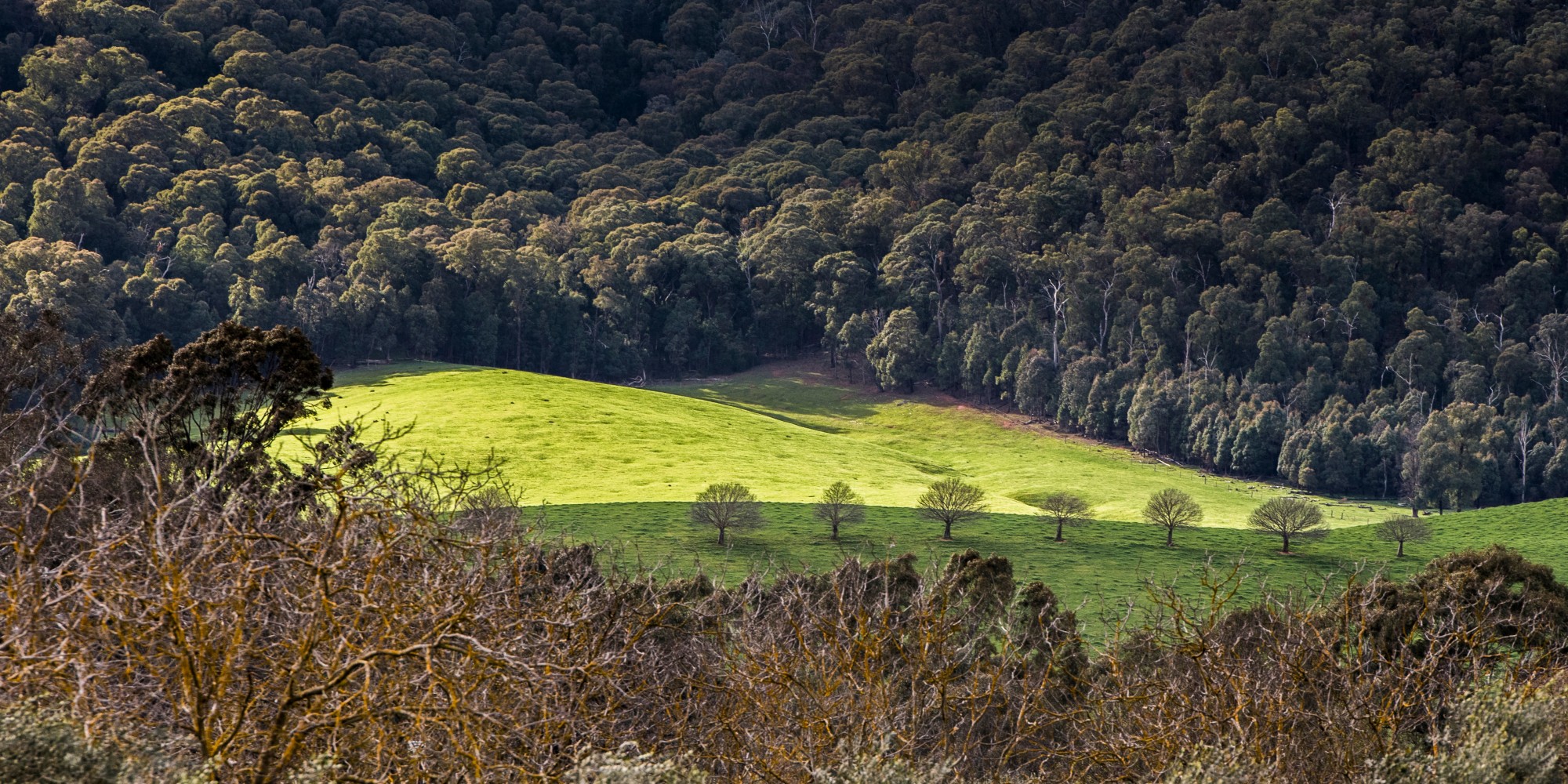 Little Mount Feathertop - Mountain Field Guide