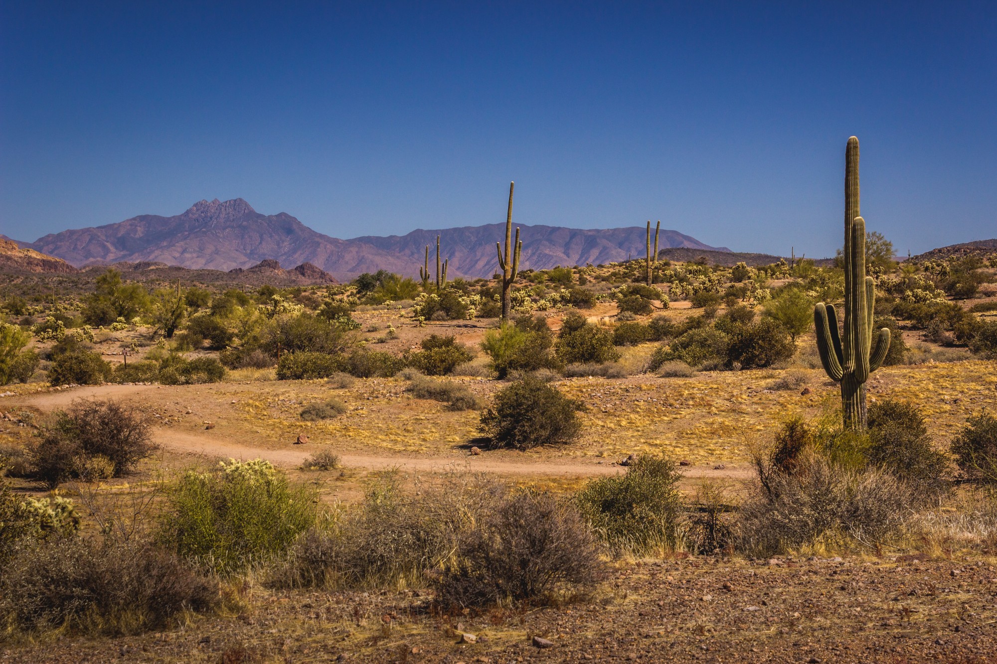 Pinal Peak - Mountain Field Guide