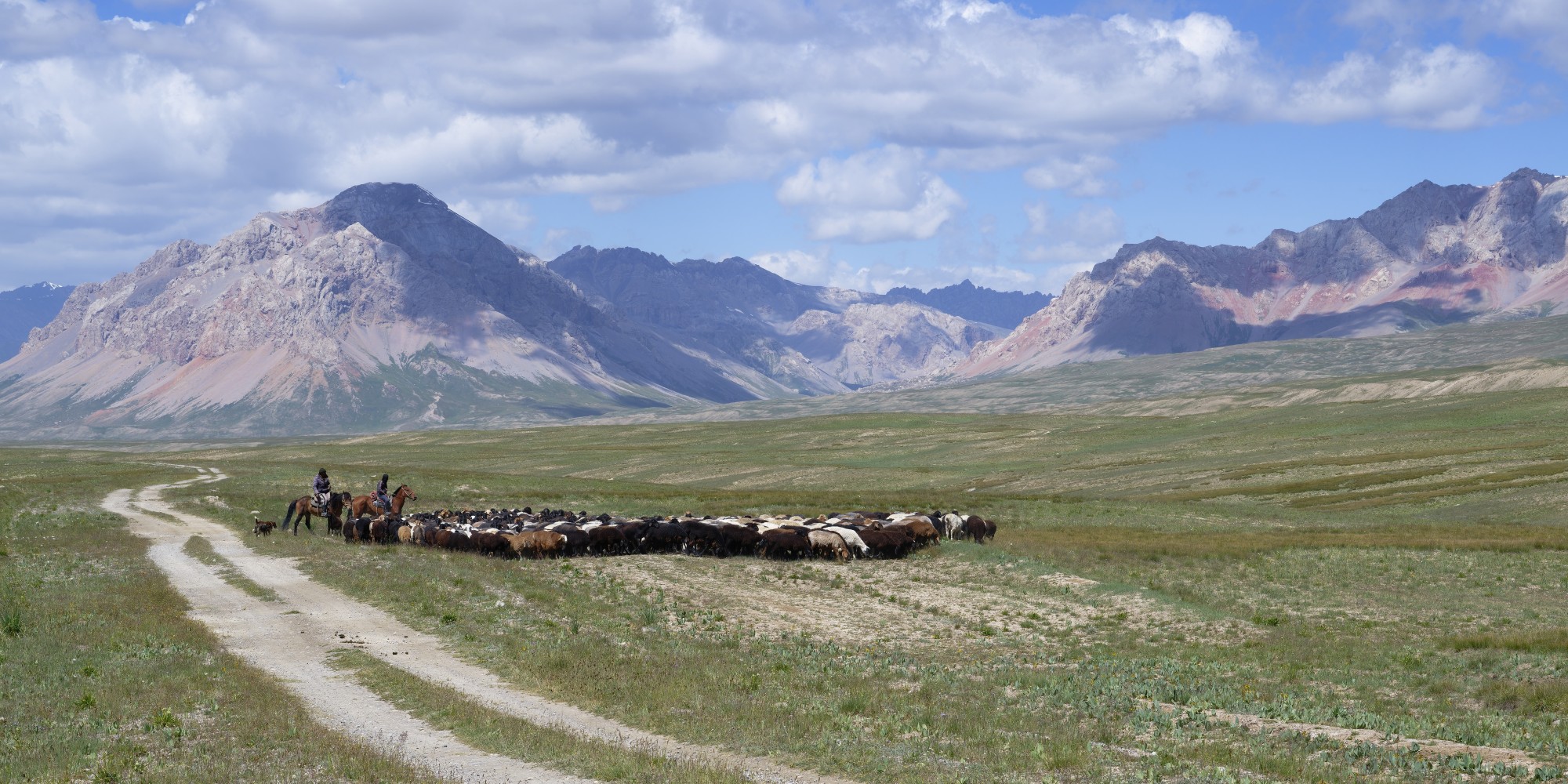 Tian Shan - Mountain Field Guide