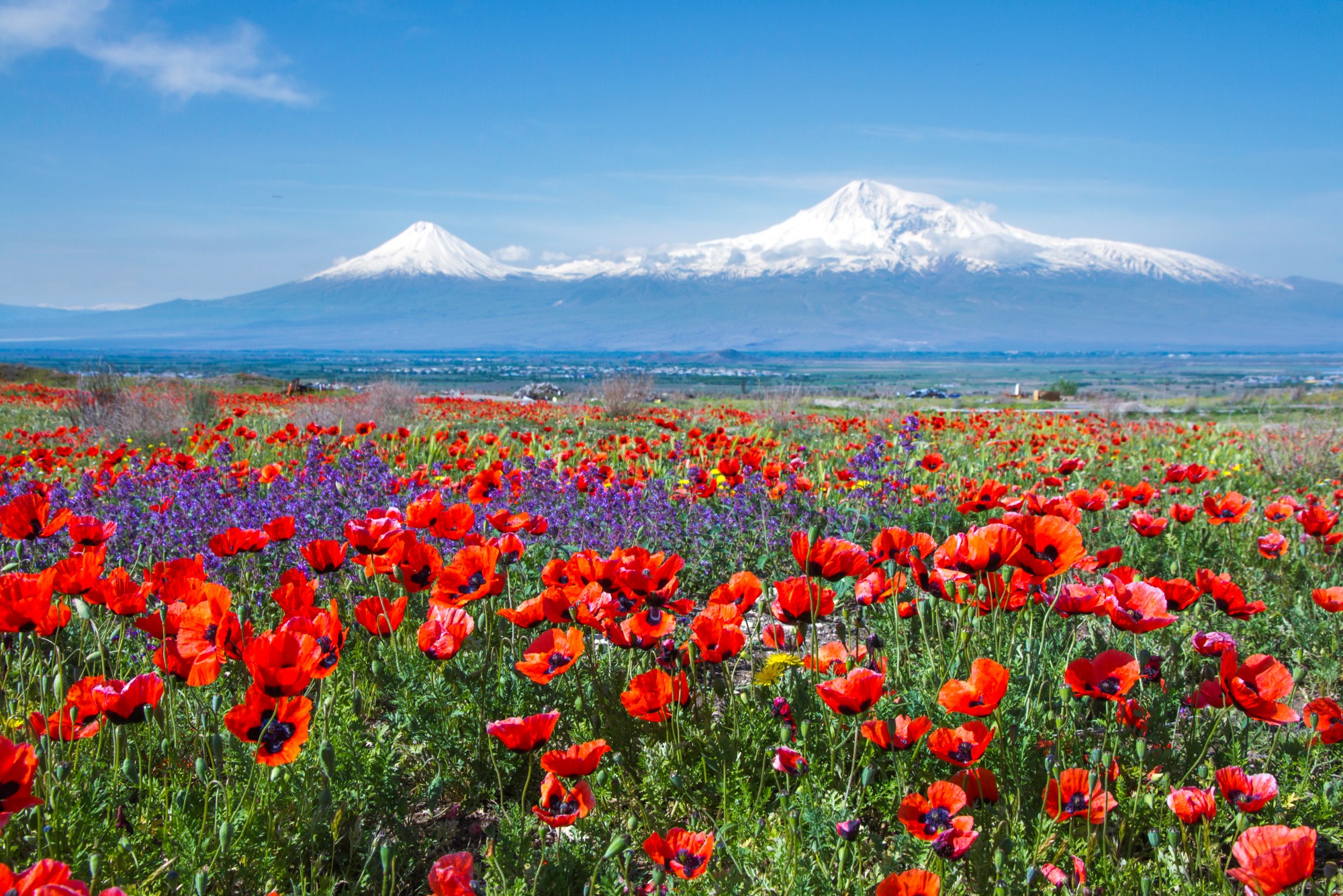 Mount Ararat - Mountain Field Guide