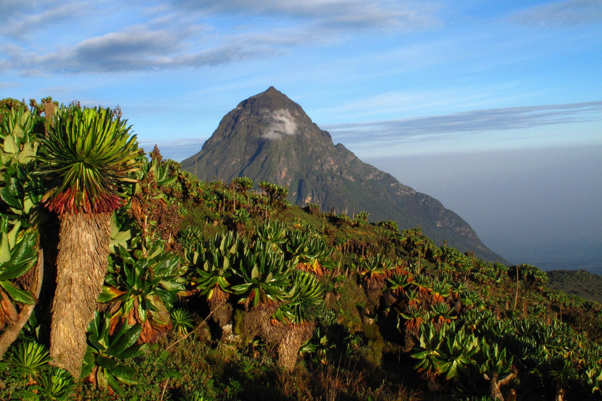 Mount Mikeno - Mountain Field Guide