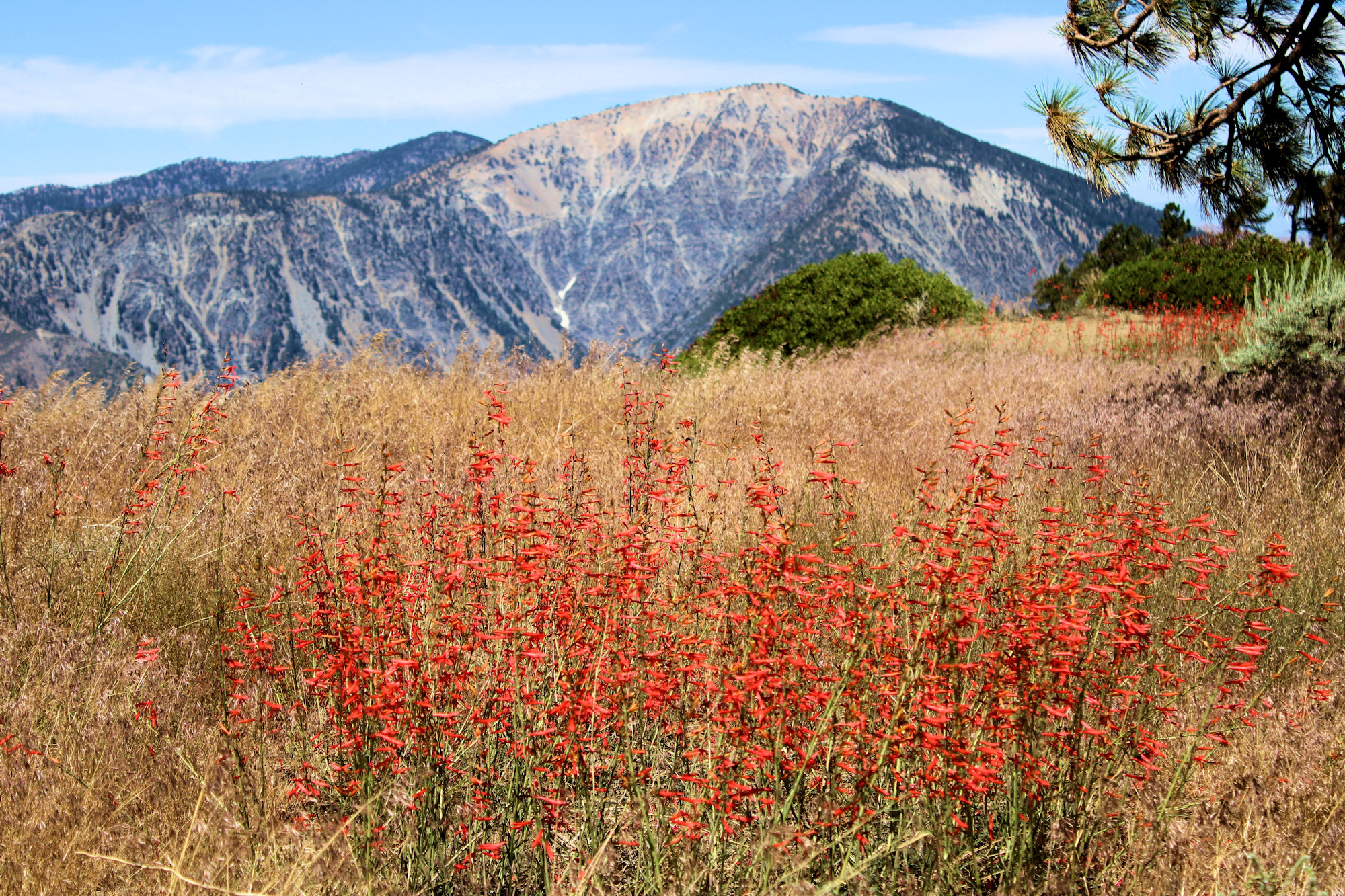 San Gabriel Mountains - Mountain Field Guide